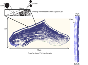Animal Optics