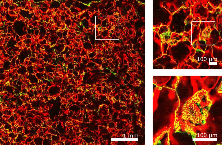 3D Imaging of Gems and Minerals by Multiphoton Microscopy ...