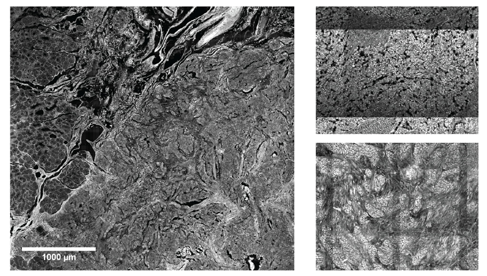 Advanced Optical Microscopy and Imaging